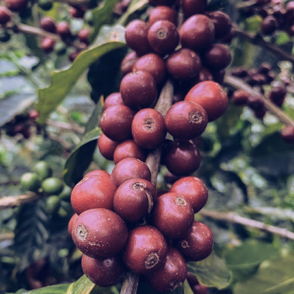 Mexico Chiapas Kulaktik Washed – Ono Coffee Company